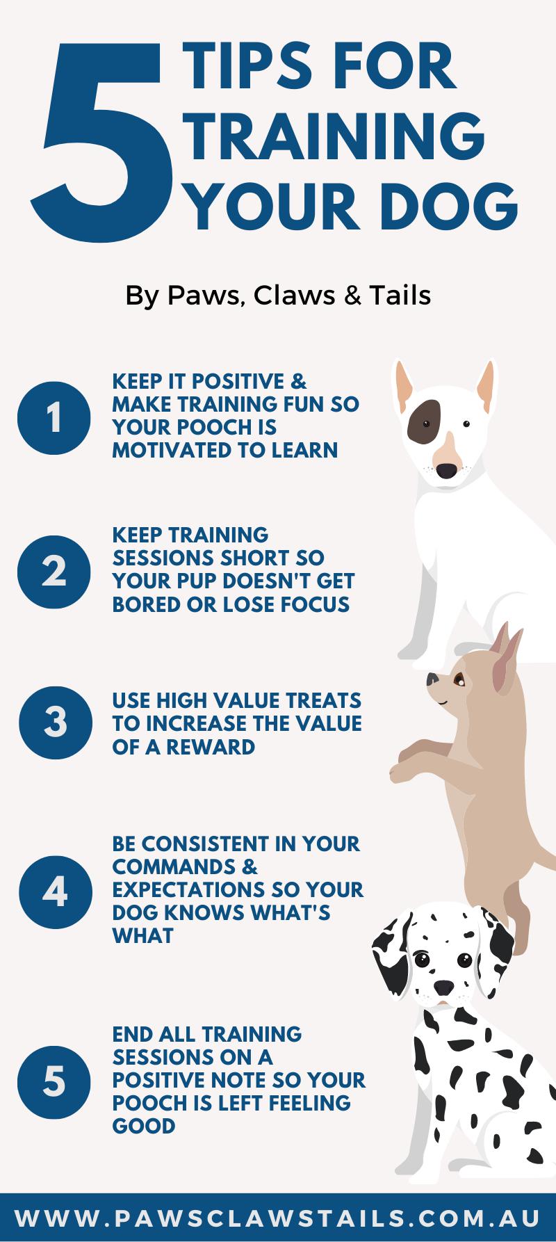 How Do I Teach My Dog Basic Commands